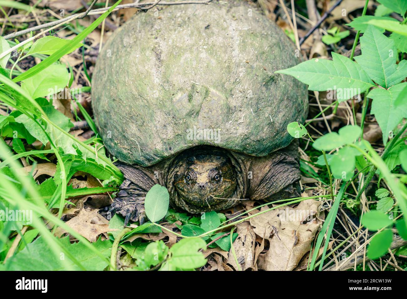 Close-up image of the common snapping turtle in Kensington Metro Park ...