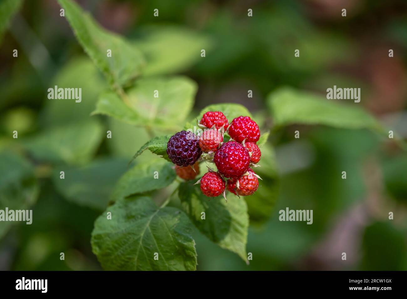 Black raspberries growing hi-res stock photography and images - Alamy