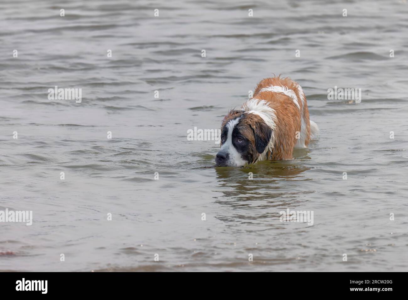 St. Bernard dog is playing on the beach lake Michigan Stock Photo - Alamy