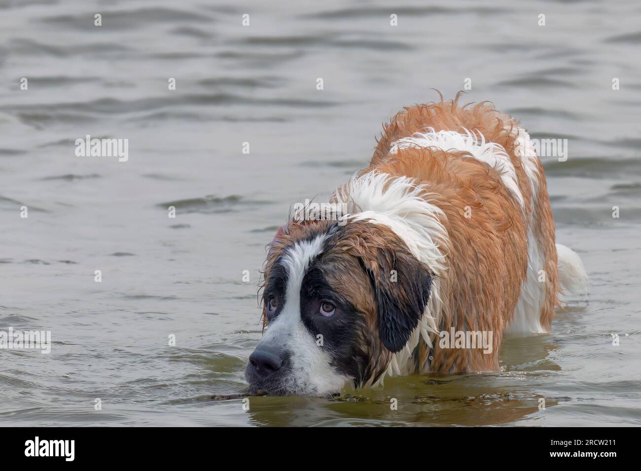 St. Bernard dog is playing on the beach lake Michigan Stock Photo - Alamy