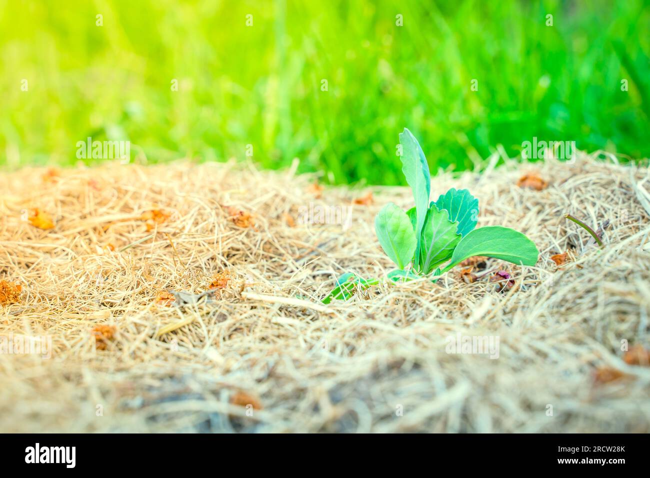 The soil around a seedling of white cabbage is covered with dry grass ...