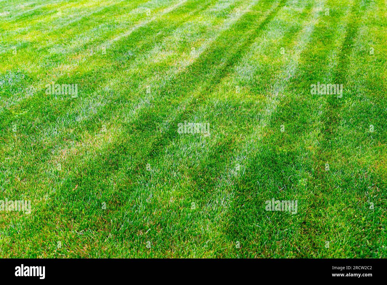 Well-groomed cut lawn of saturated green color. Quality grass for ...