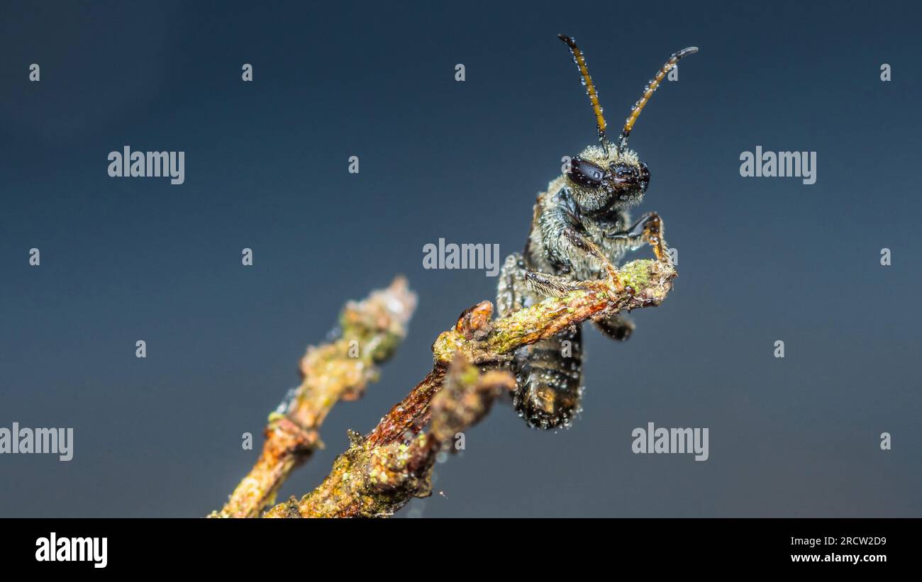 Scoliidae wasp, yellow hairy flower wasp resting on branch, Close up ...