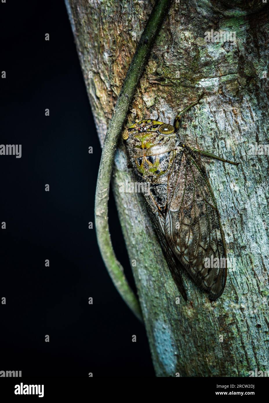 Close up a Cicada on tree in the wild with black background Stock Photo ...