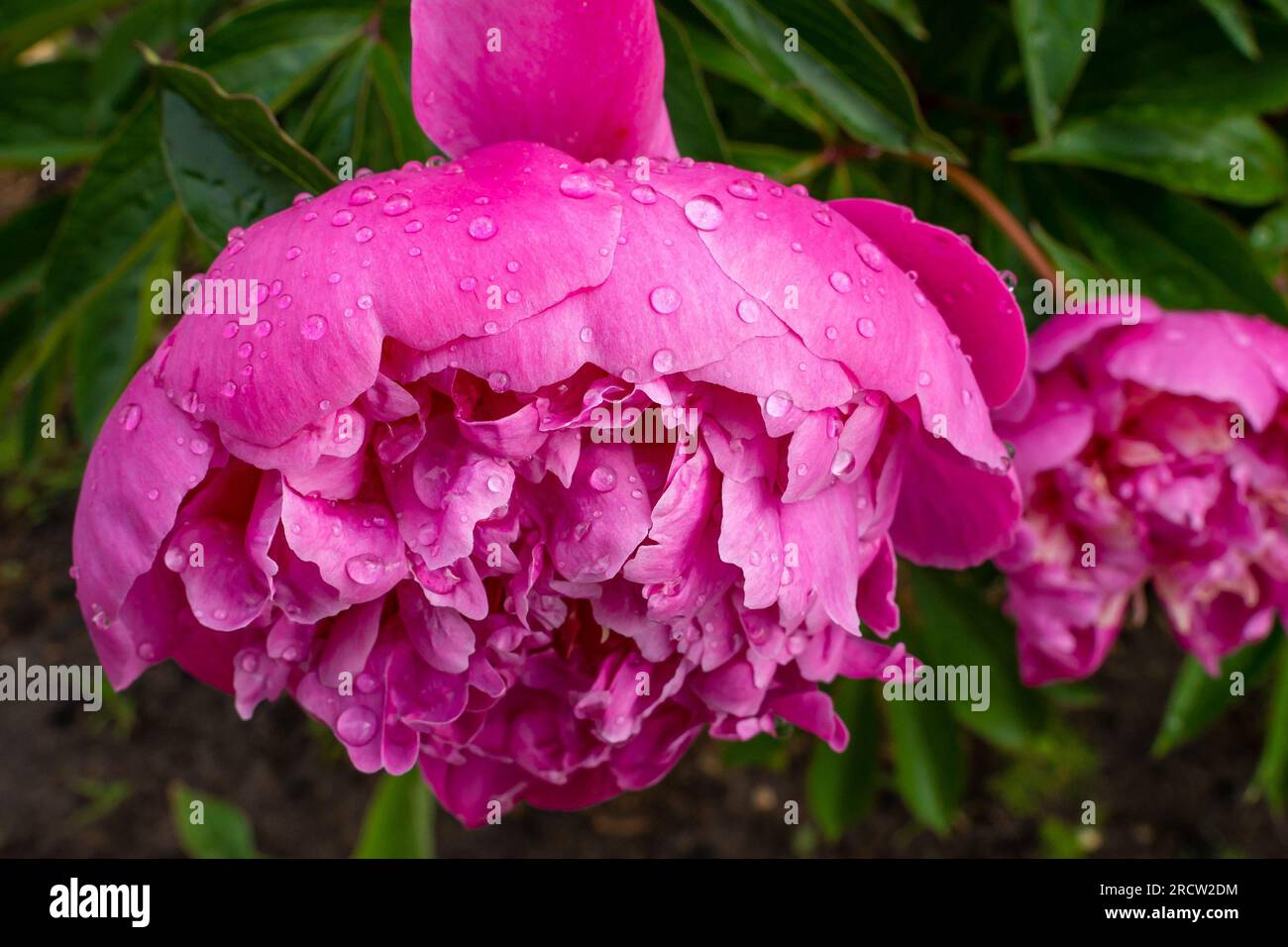 Large pink peony flower after rain in water drops close up Stock Photo - Alamy