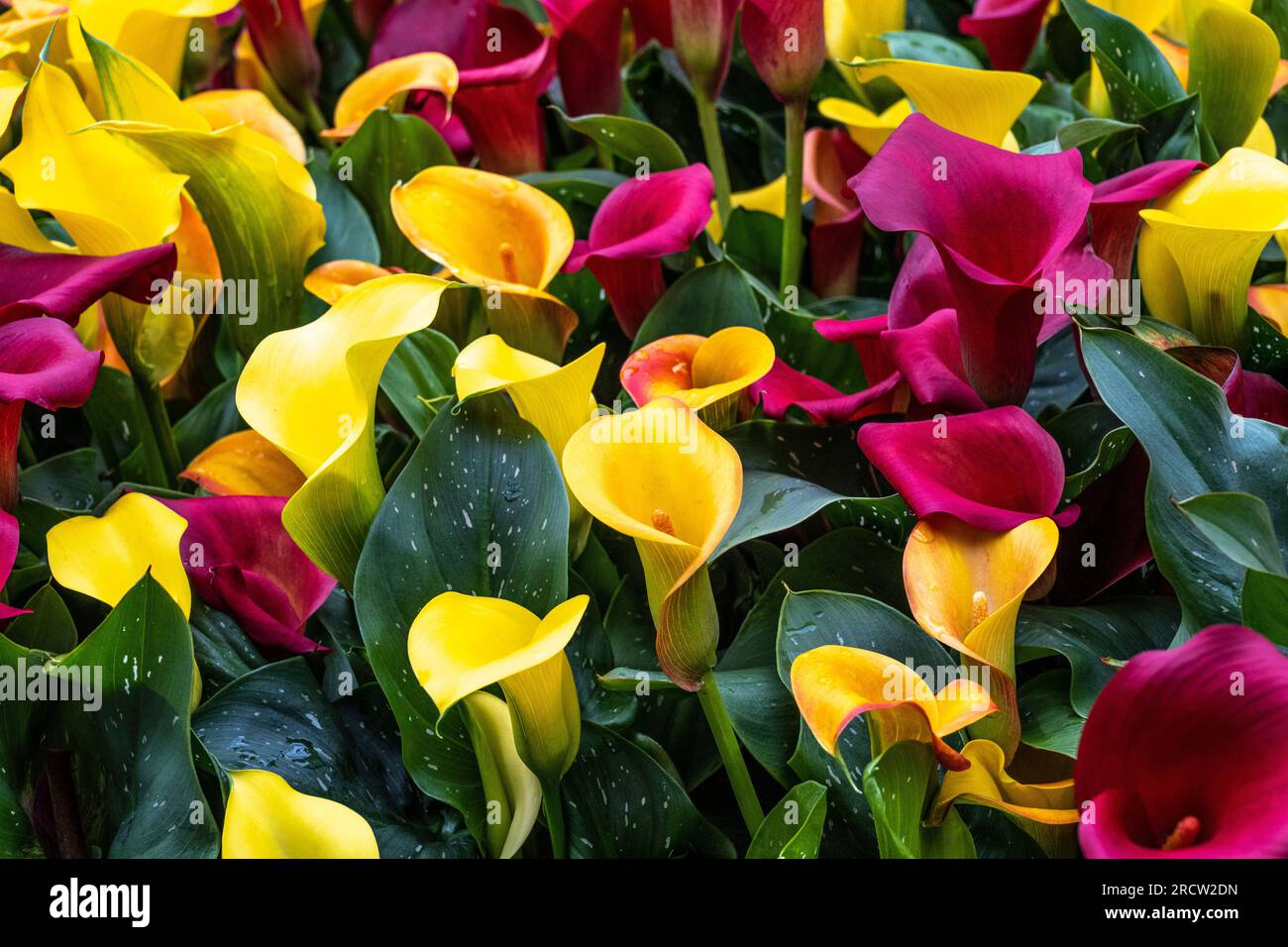 Yellow And Purple Calla Lilies Colorful Calla Lilies Are Beautiful,