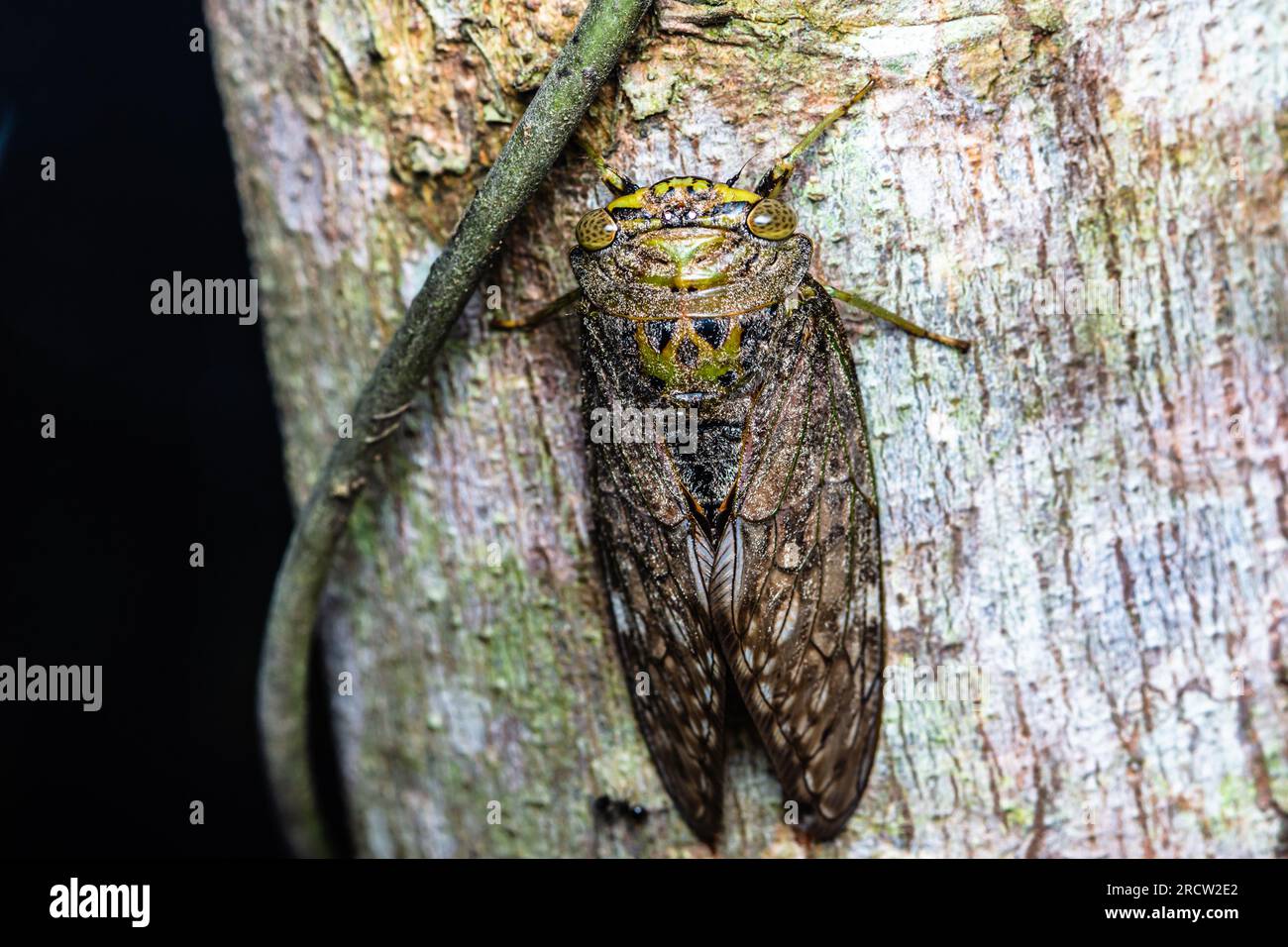 Close up a Cicada on tree in the wild with black background Stock Photo ...