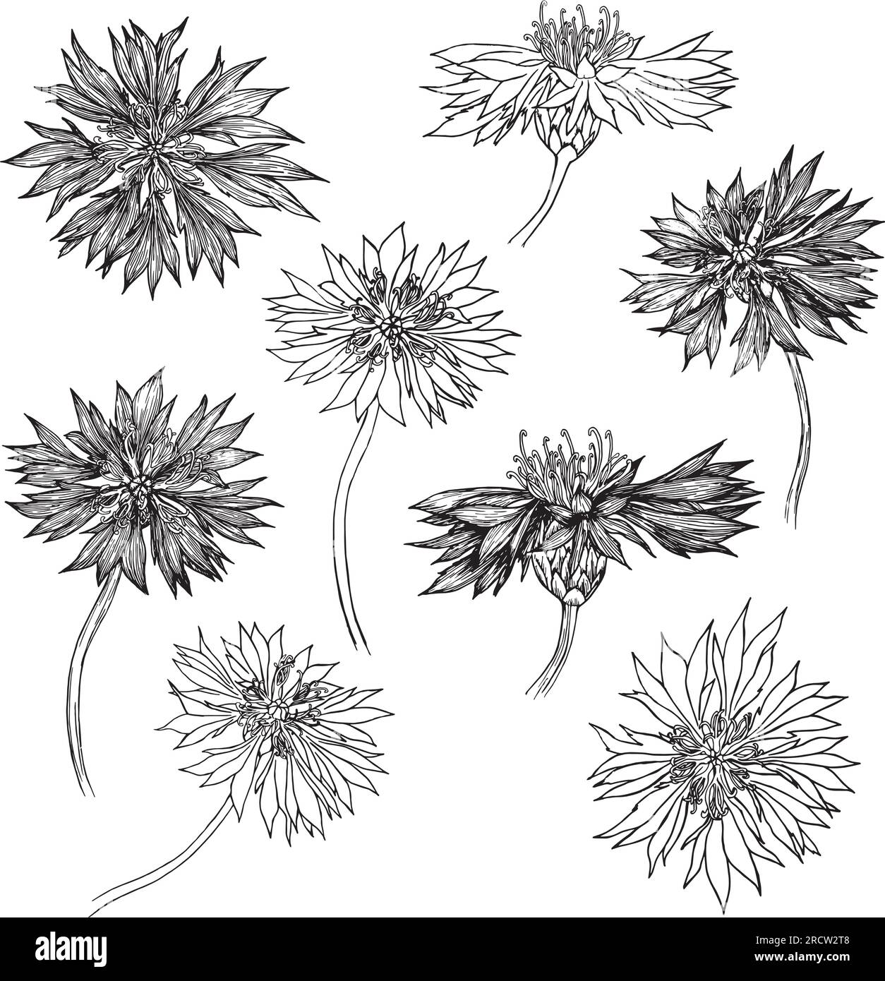 Set of vector hand drawn Cornflower illustration , knapweed isolated on ...