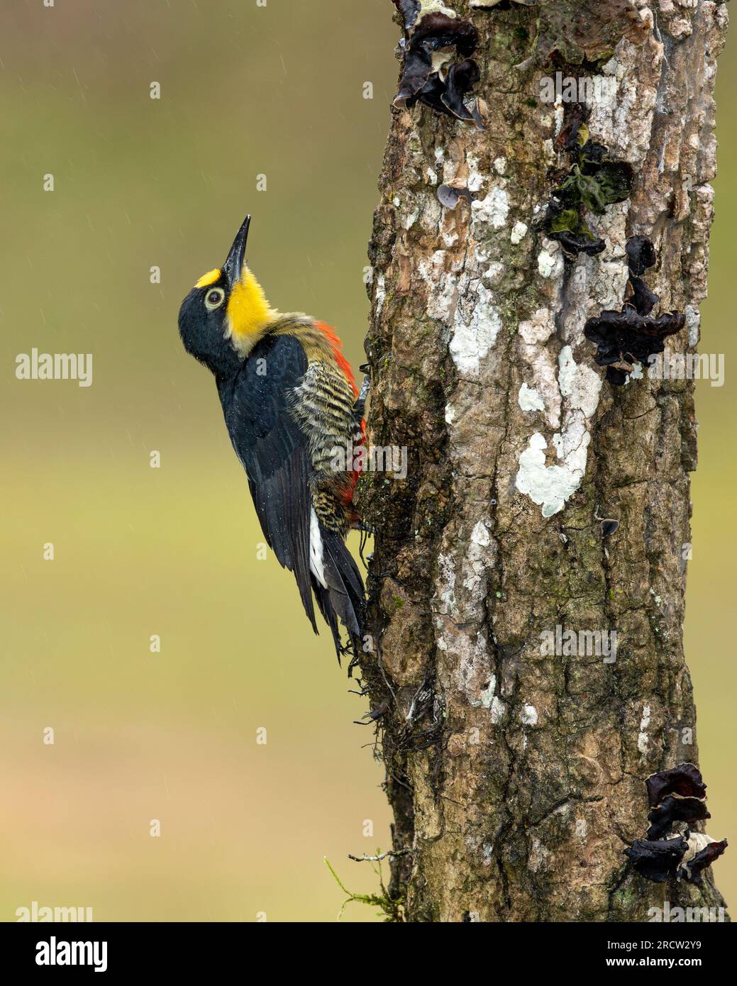 A colourful Yellow-fronted woodpecker (Melanerpes flavifrons) searches ...