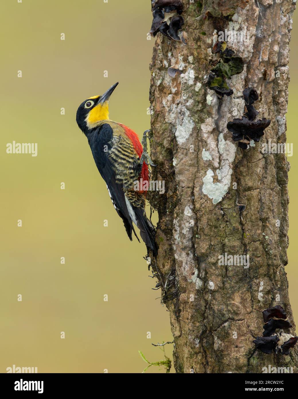 A colourful Yellow-fronted woodpecker (Melanerpes flavifrons) searches ...
