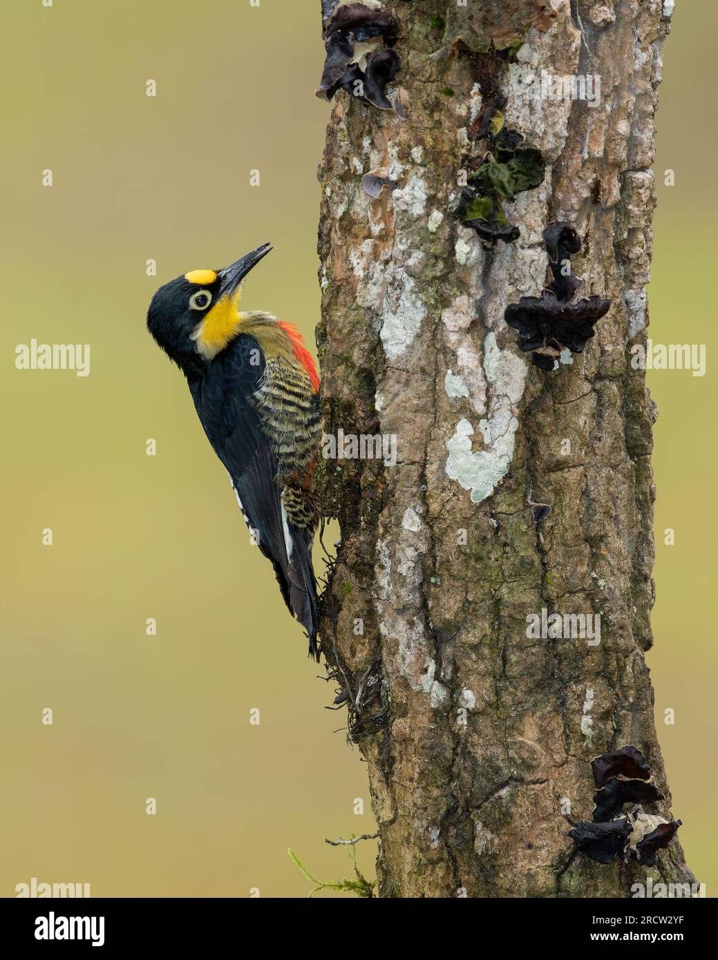 A colourful Yellow-fronted woodpecker (Melanerpes flavifrons) searches ...