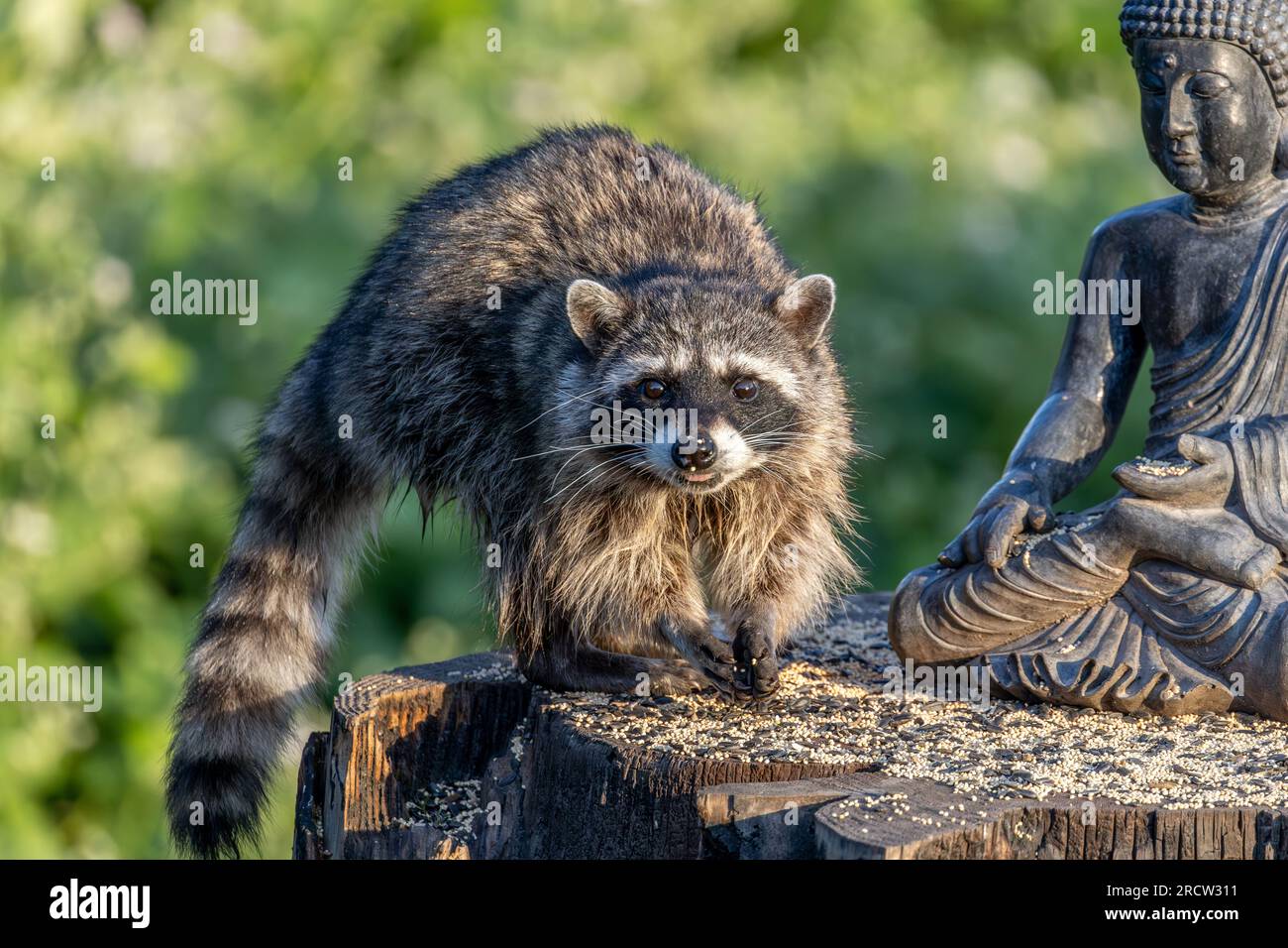 Common raccoon (Procyon lotor) foraging for bird seed in a backyard ...