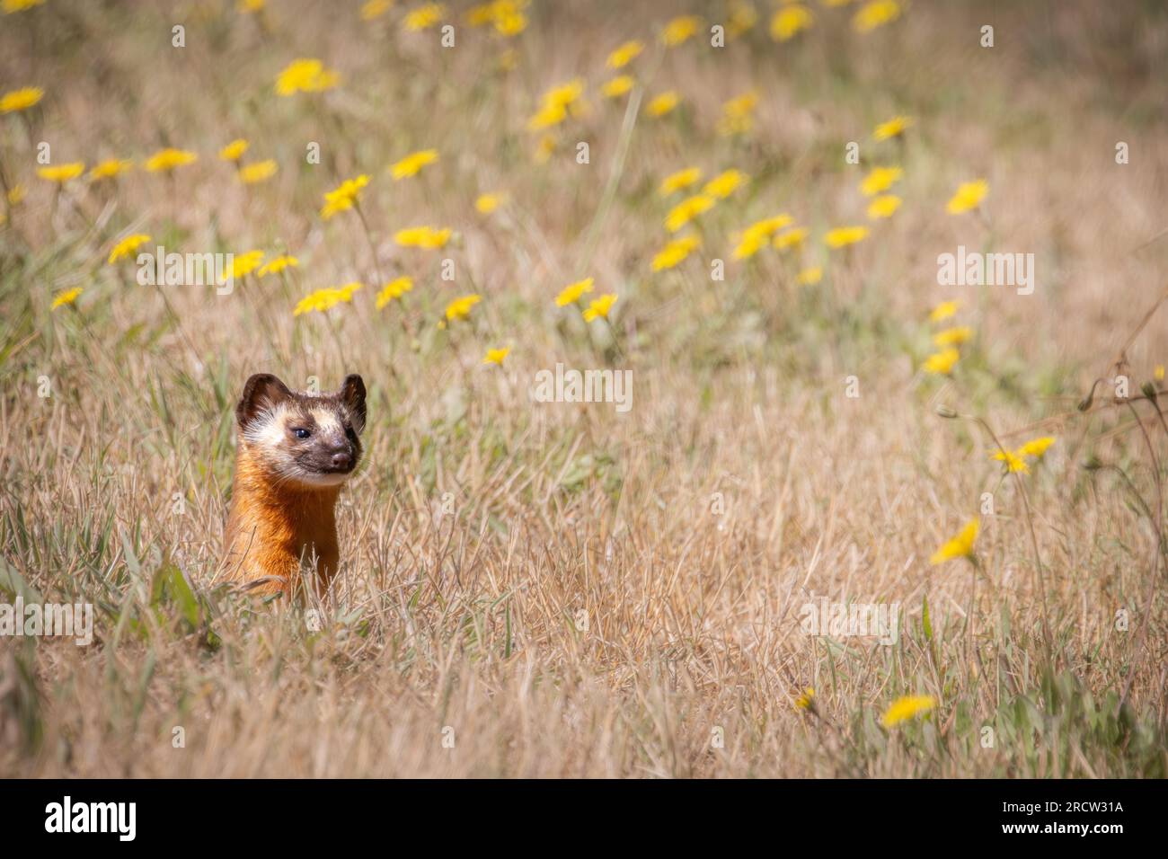 Long tailed weasel hi-res stock photography and images - Alamy