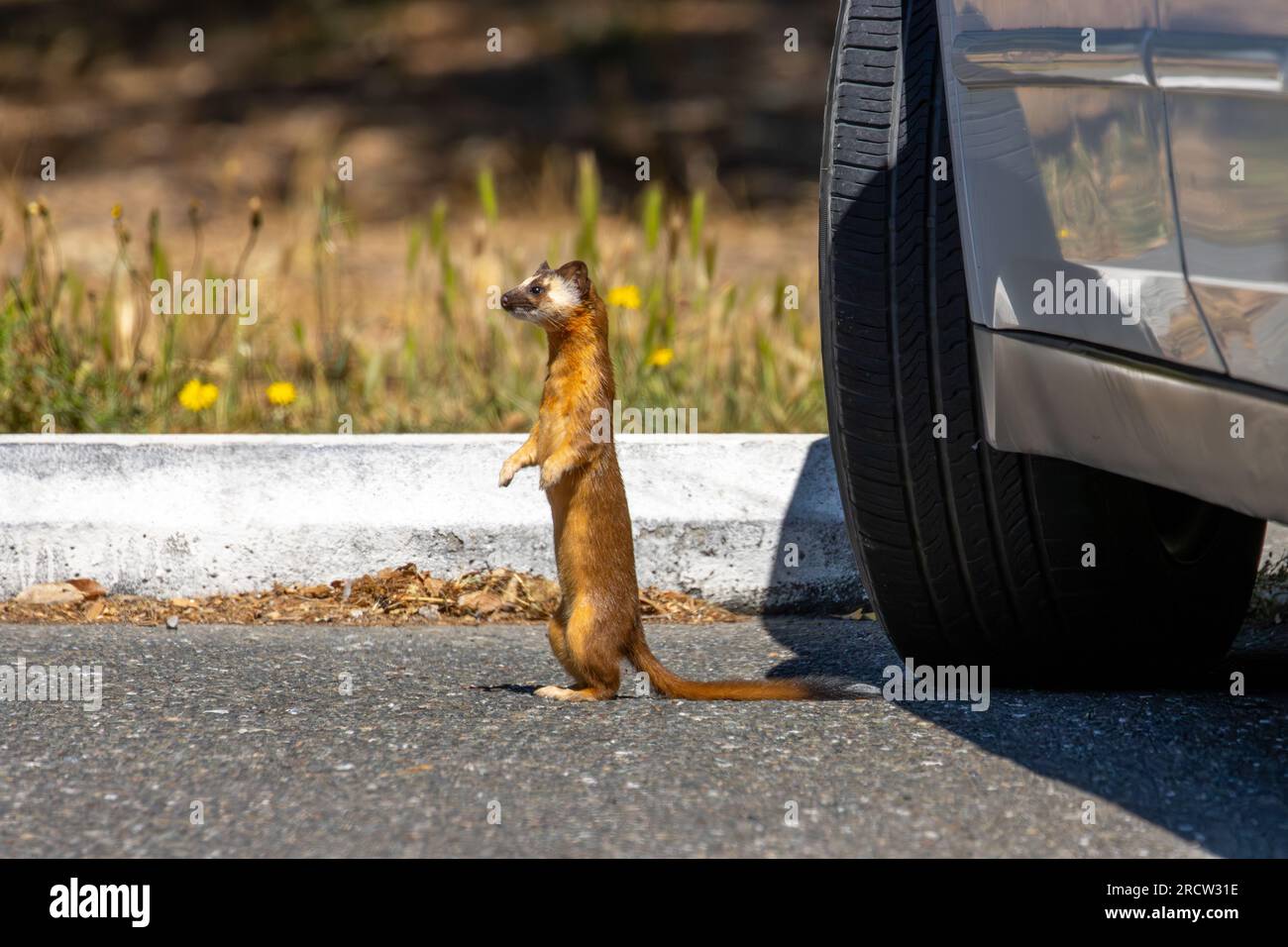 Long-tailed weasel (Neogale frenata) peers out next to a car in a city ...