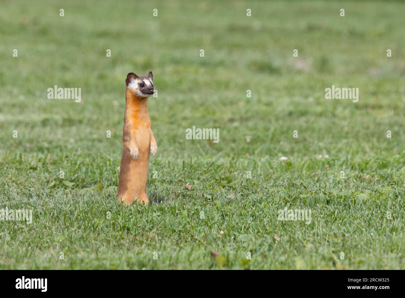 Cute looking Long-tailed weasel (Neogale frenata) is actually a fierce ...