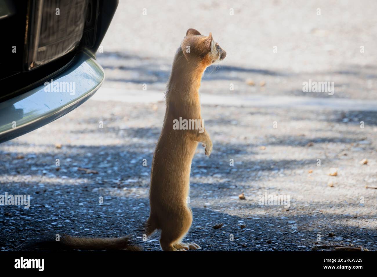 Adapting environment hi-res stock photography and images - Alamy