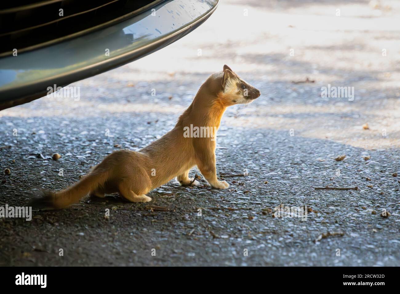 Long-tailed weasel (Neogale frenata) peers out from underneath a car in ...