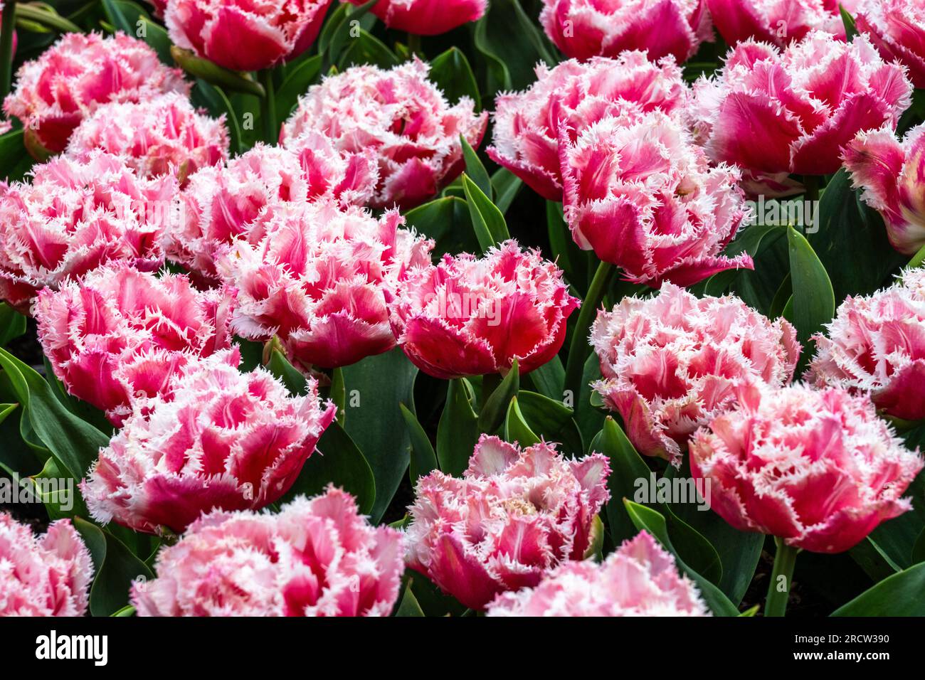 Double fringed tulip hi-res stock photography and images - Alamy