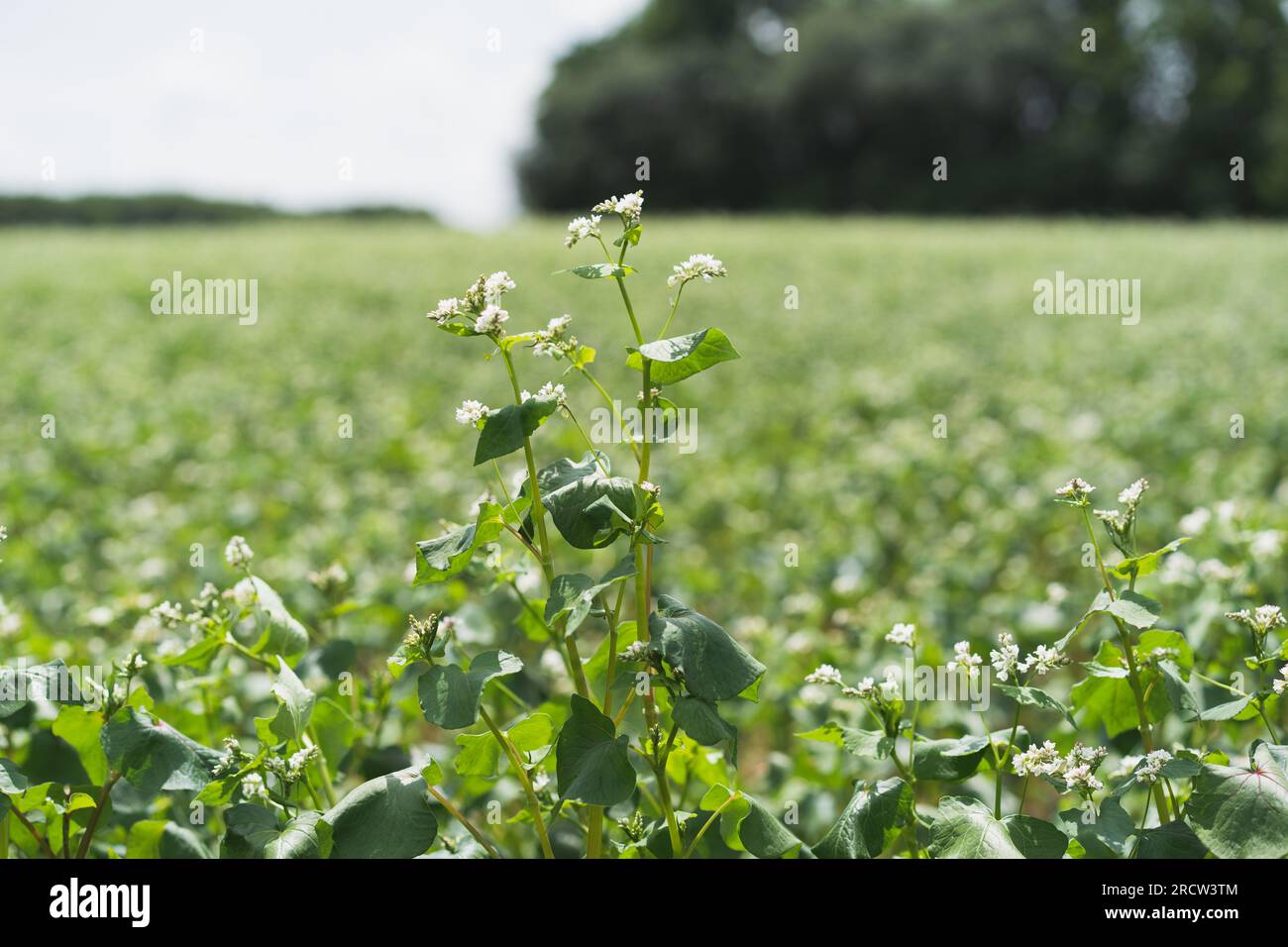 Many beautiful buckwheat flowers growing in the field. Agriculture ...