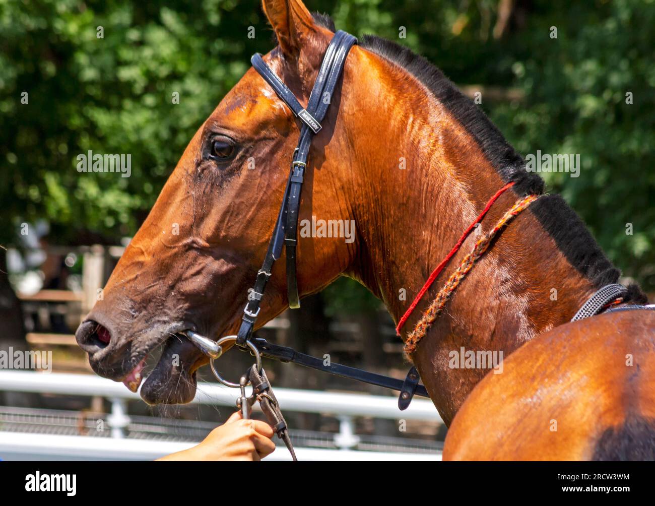Portrait of akhal-teke stallion,before horse race Stock Photo - Alamy