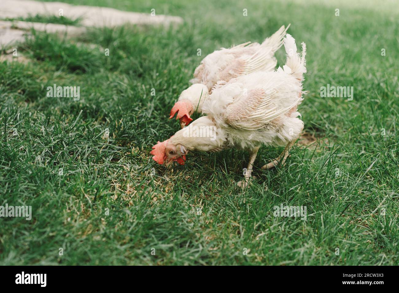 Sick chickens bald birds without feathers walk on a free range Stock ...