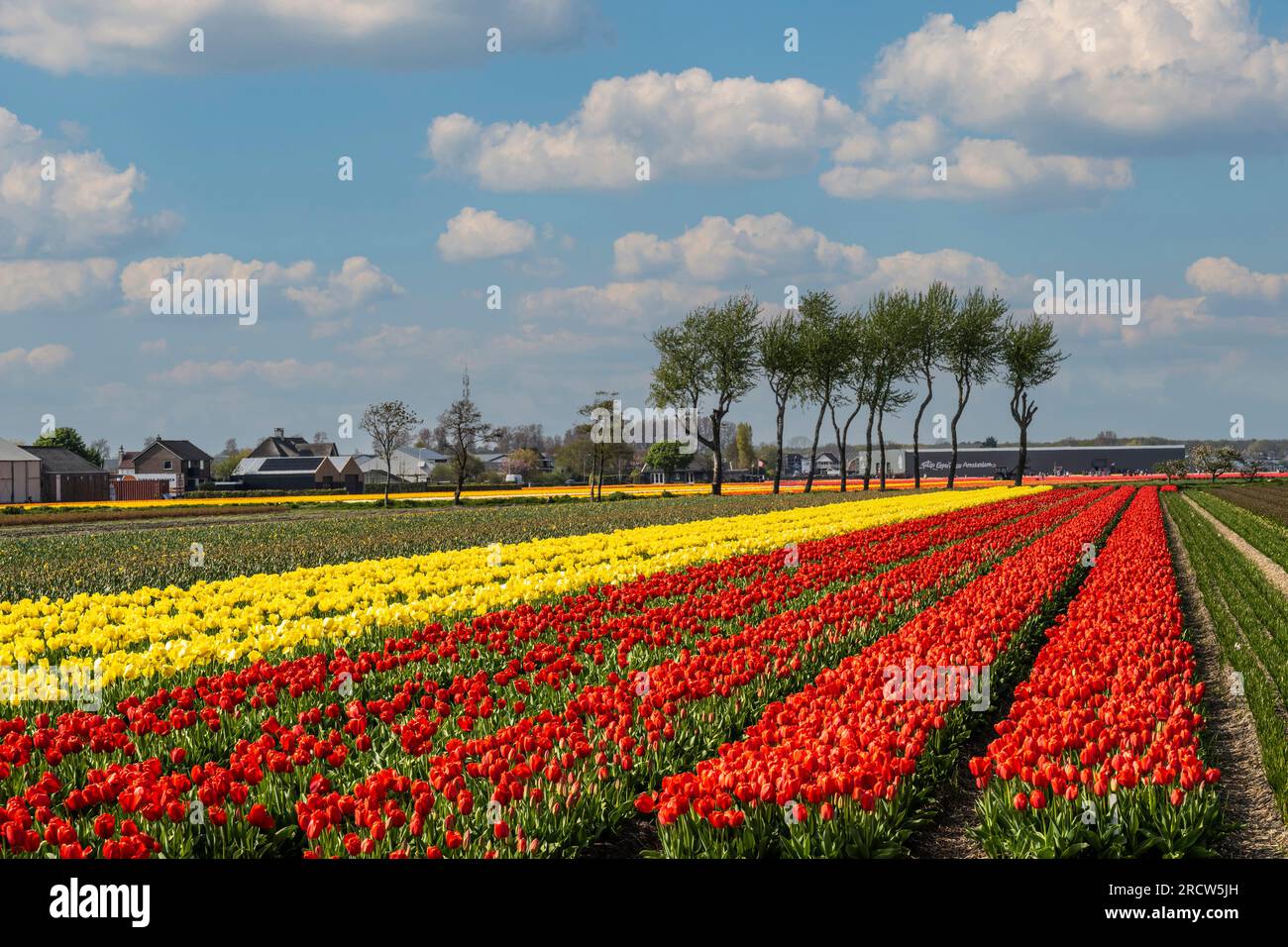 tulip rows and fields near the Keukenhof Gardens Stock Photo - Alamy