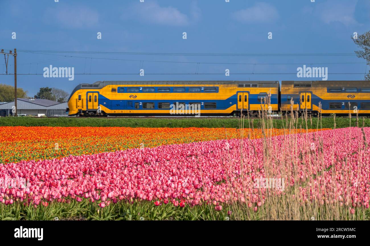 tulip rows and fields near the Keukenhof Gardens with the Dutch train ...