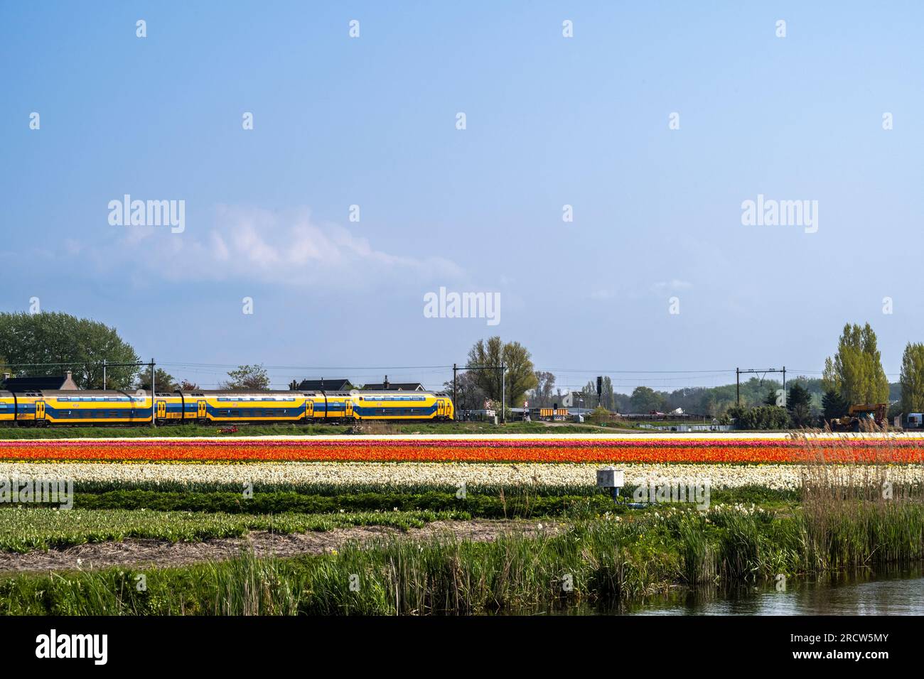 tulip rows and fields near the Keukenhof Gardens with the Dutch train ...