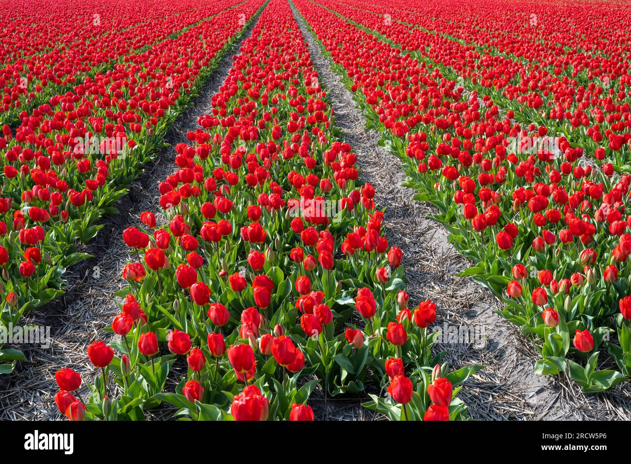 red tulip rows and fields near the Keukenhof Gardens Stock Photo - Alamy