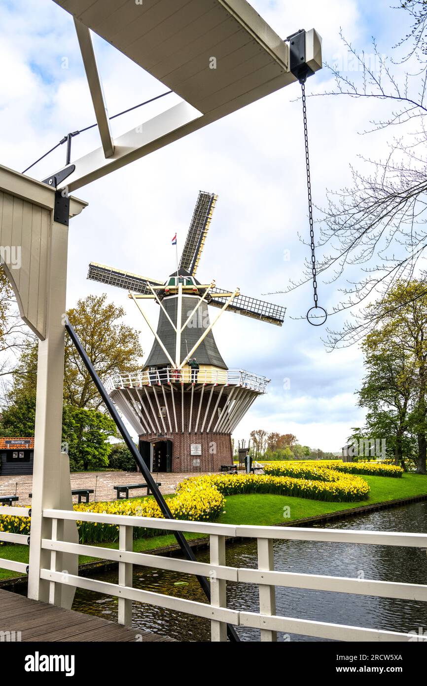 Dutch windmill and blooming daffodils by at the Keukenhof Gardens in ...