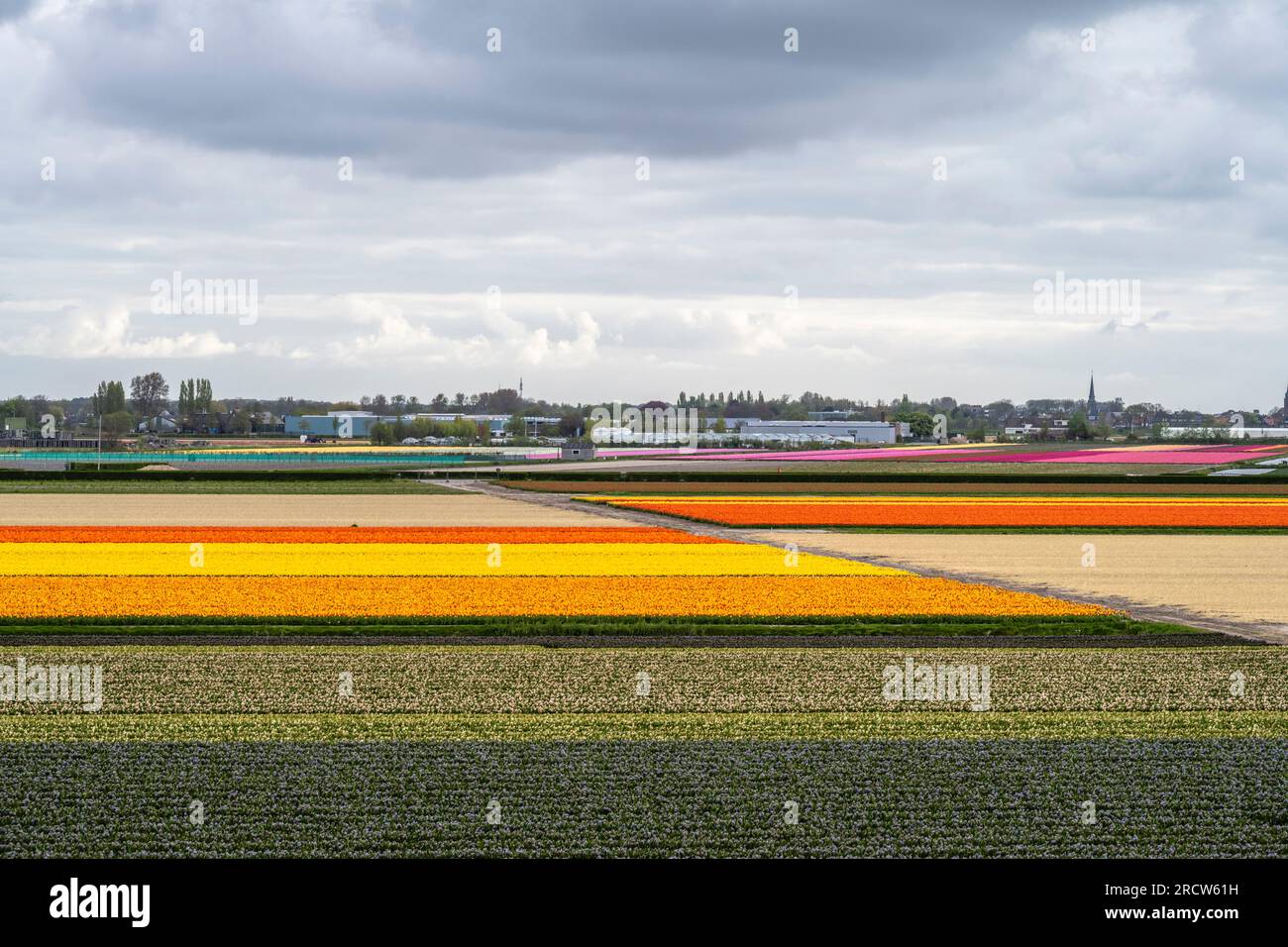 tulip rows and fields near the Keukenhof Gardens Stock Photo - Alamy