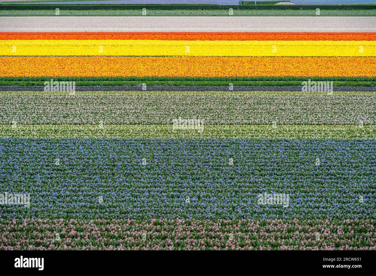 tulip rows and fields near the Keukenhof Gardens Stock Photo - Alamy
