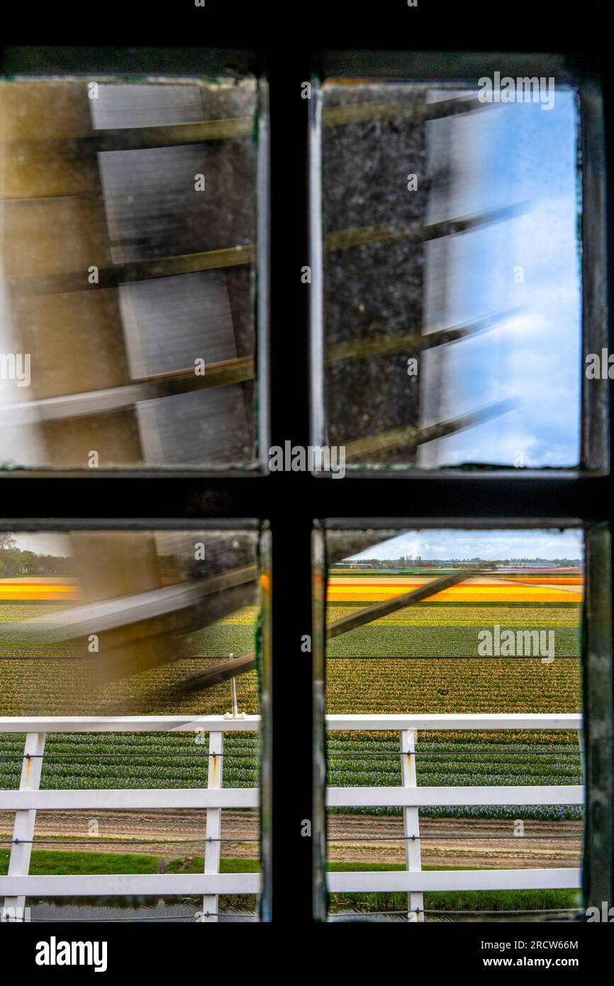 inside a Dutch windmill with tulip fields in the distance at the ...