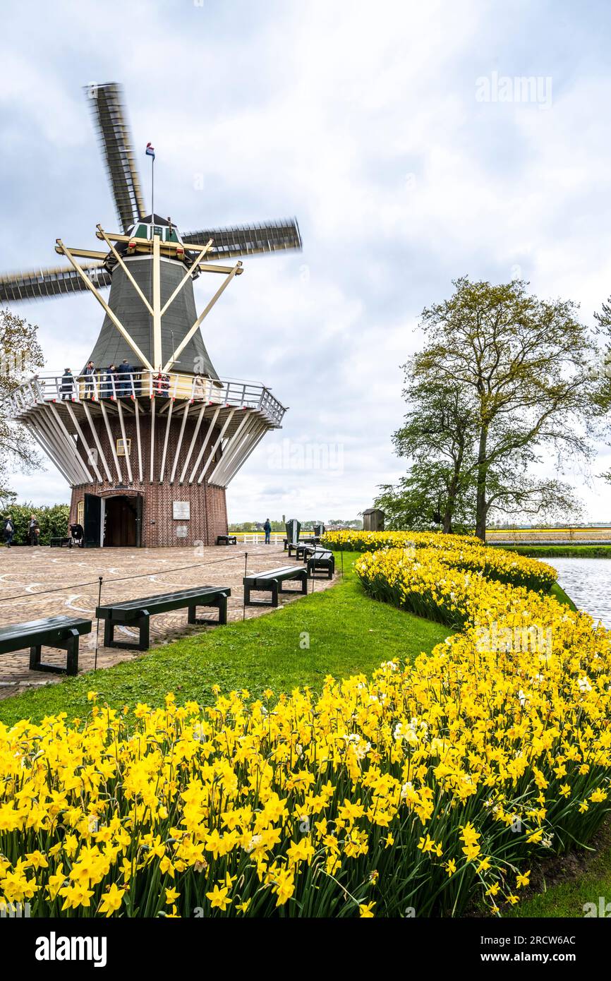 Dutch windmill and blooming daffodils by at the Keukenhof Gardens in ...