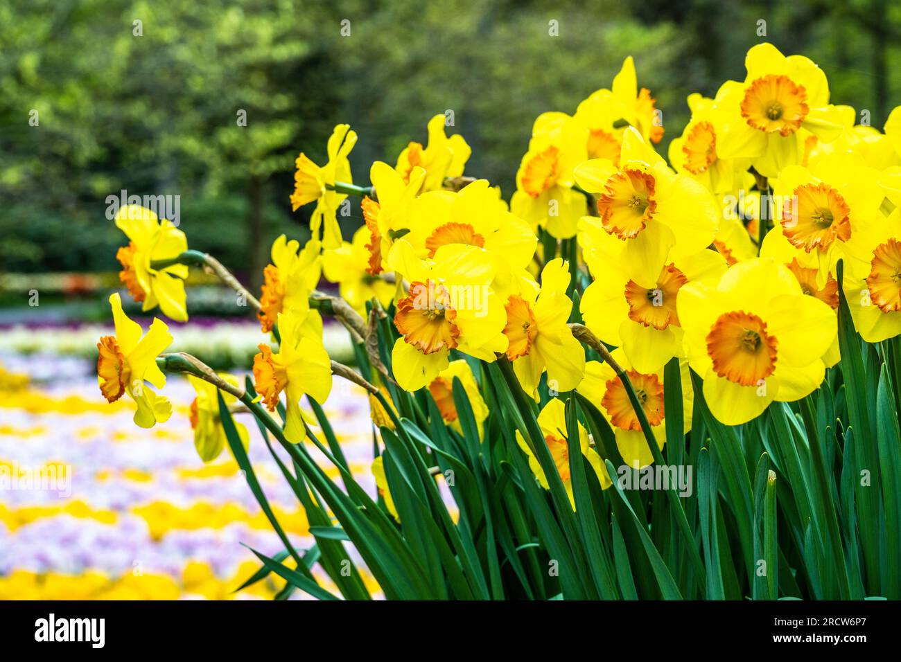 cluster of yellow daffodils with an orange center and pink and yellow ...