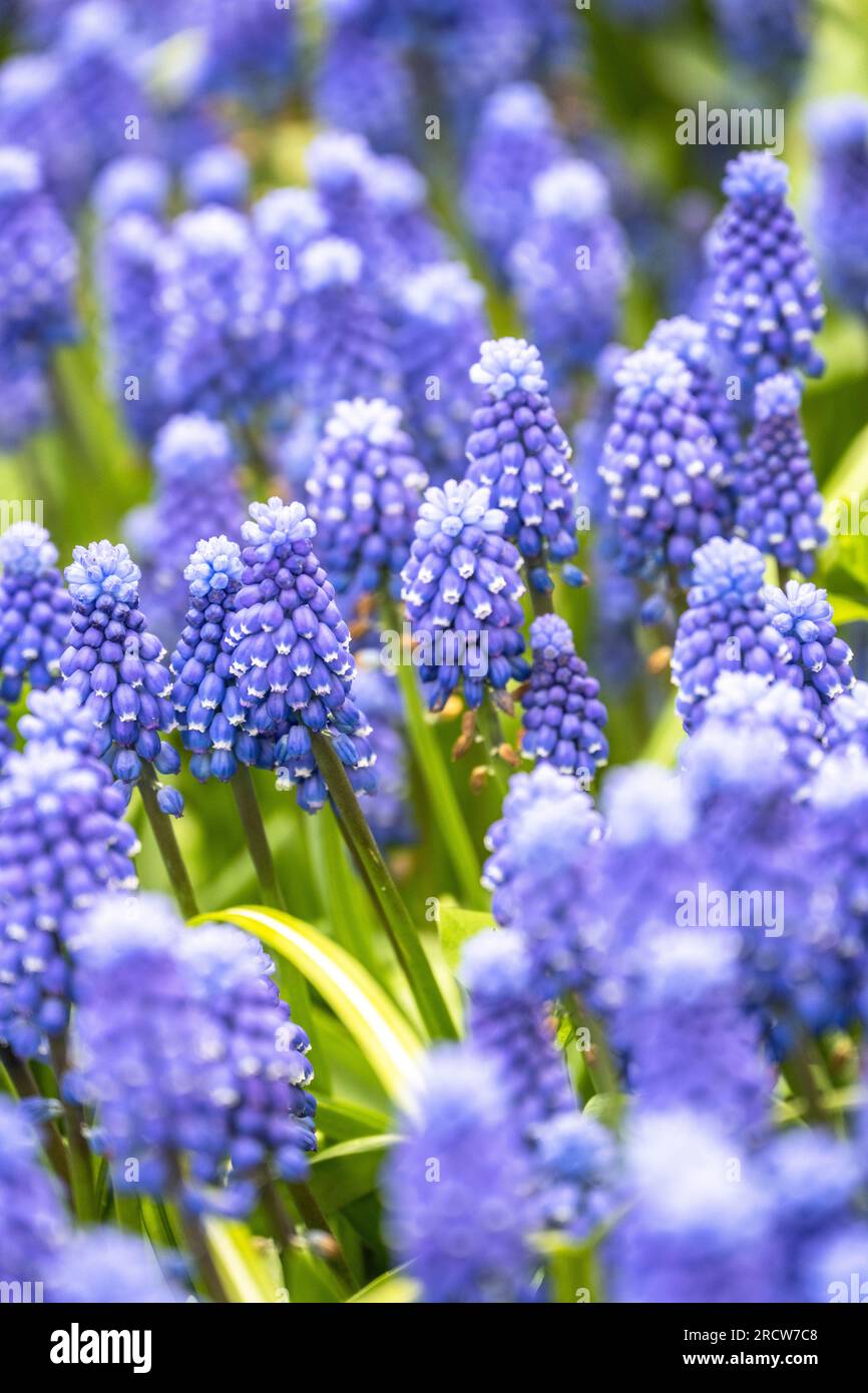 cluster of blue grape hyacinth Stock Photo - Alamy