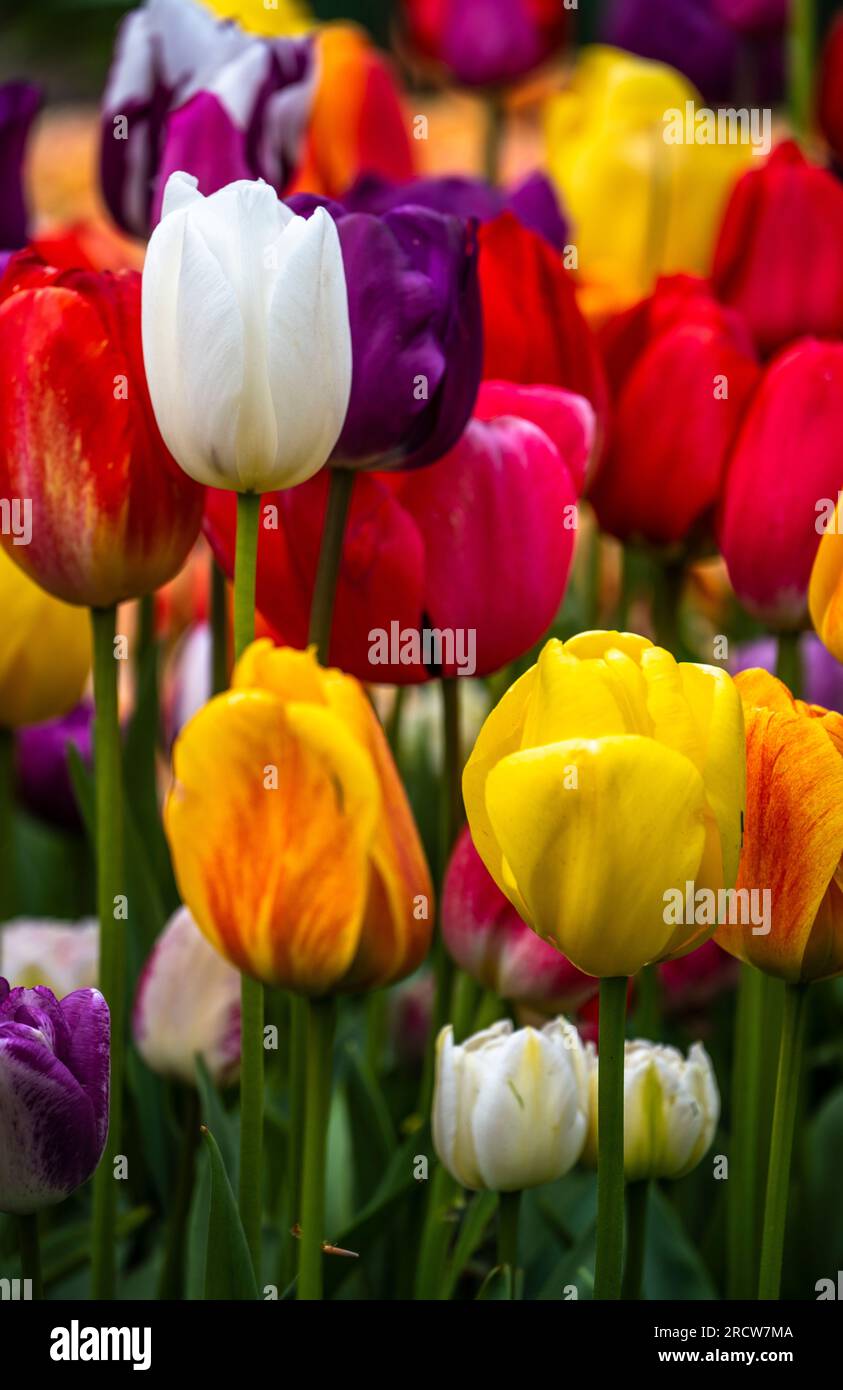 one single white tulip stands out among many colors of tulips Stock ...