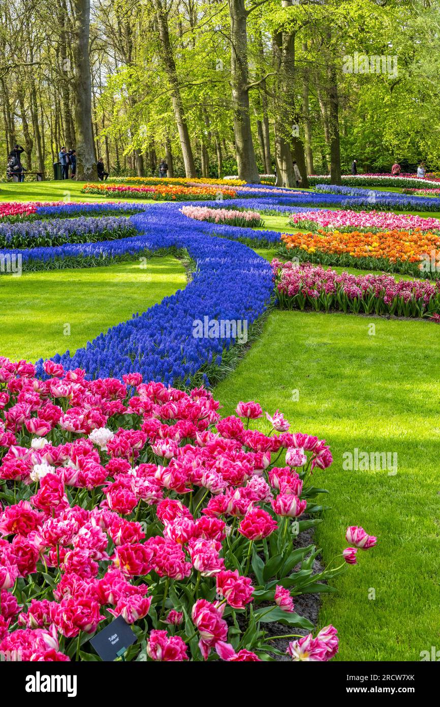 large tulip design made with bulb flowers of tulip and grape hyacinth ...