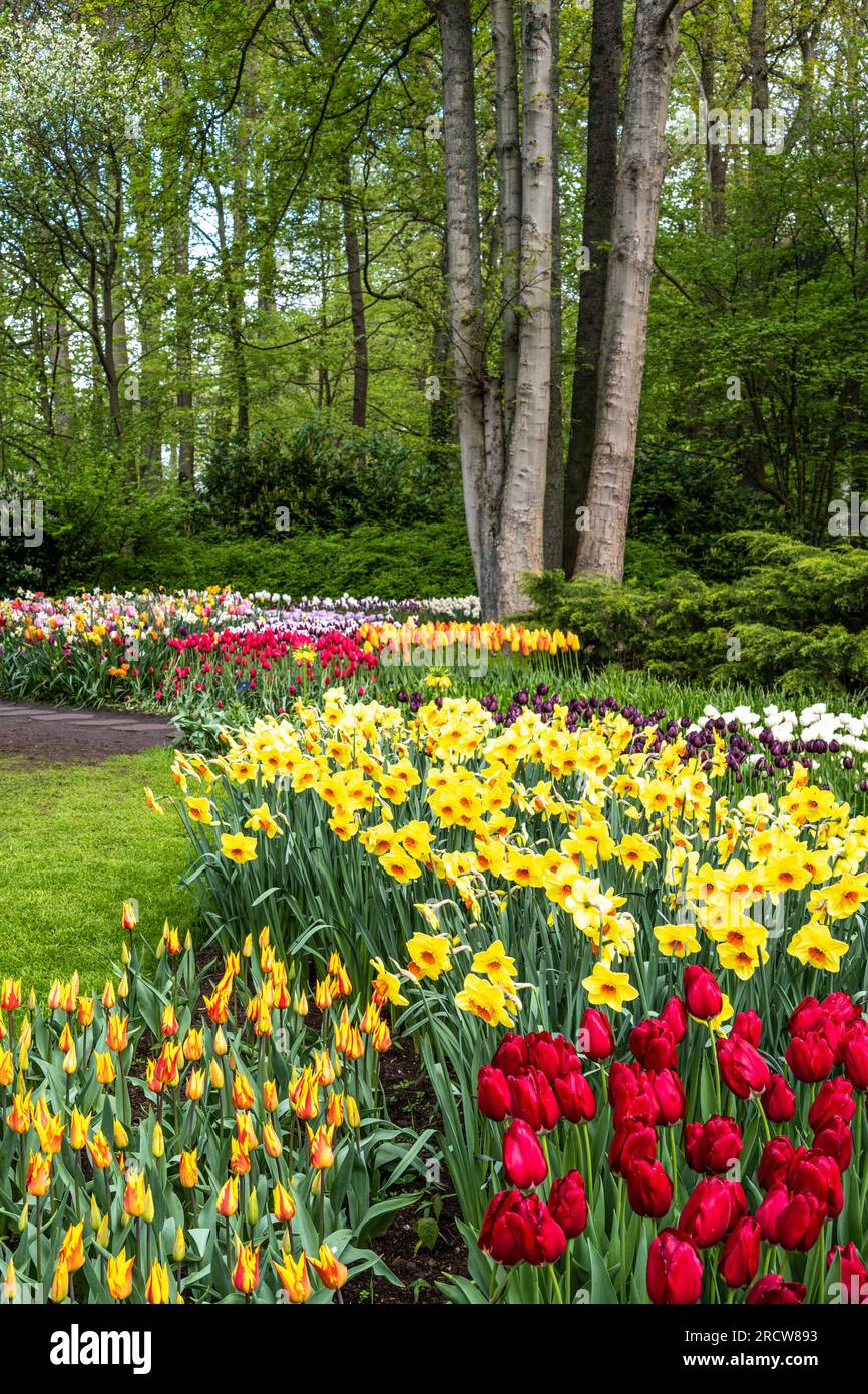 tulip flower beds on the grounds of the Keukenhof Gardens in Holland ...