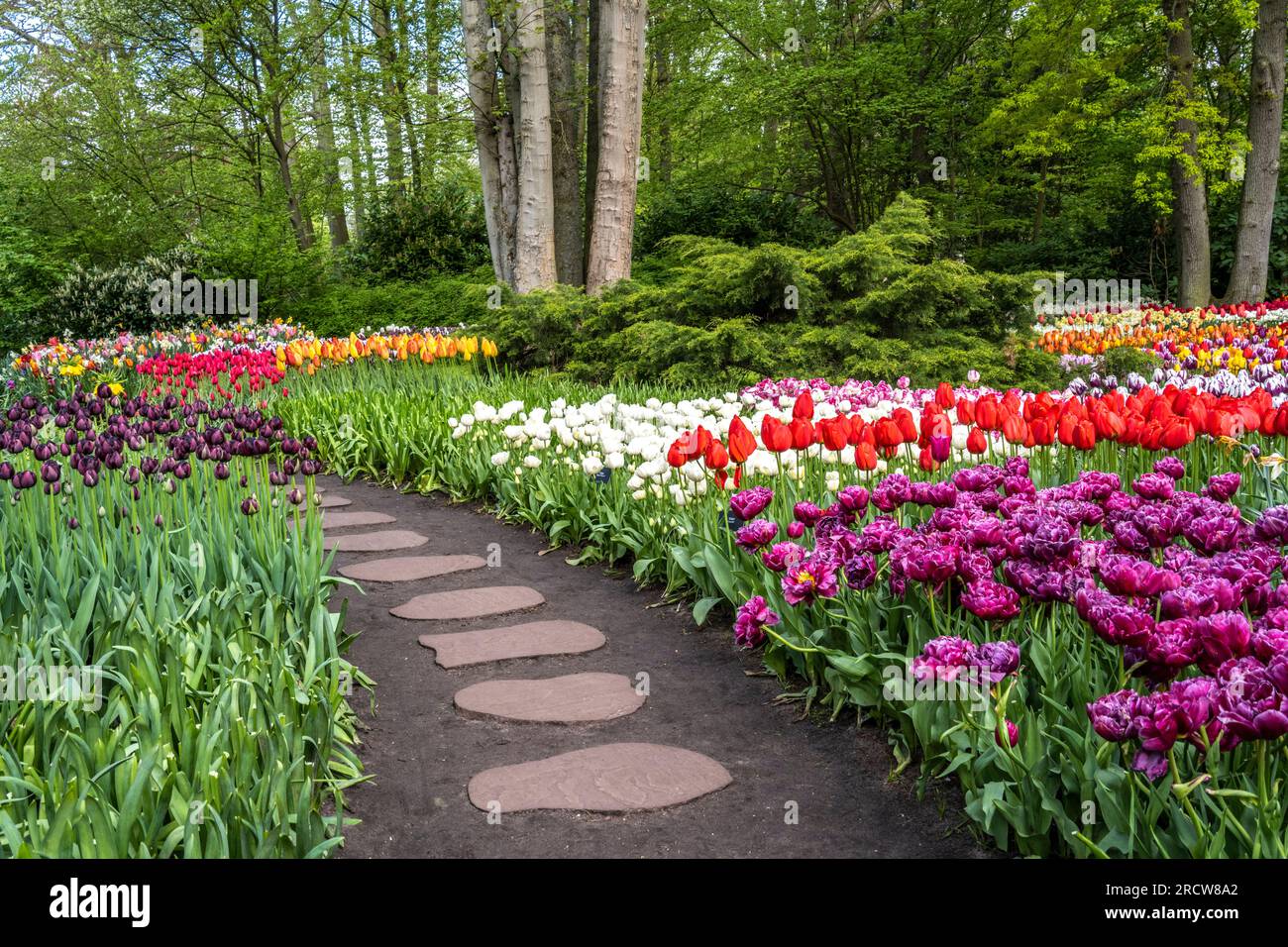 tulip flower beds on the grounds of the Keukenhof Gardens in Holland ...