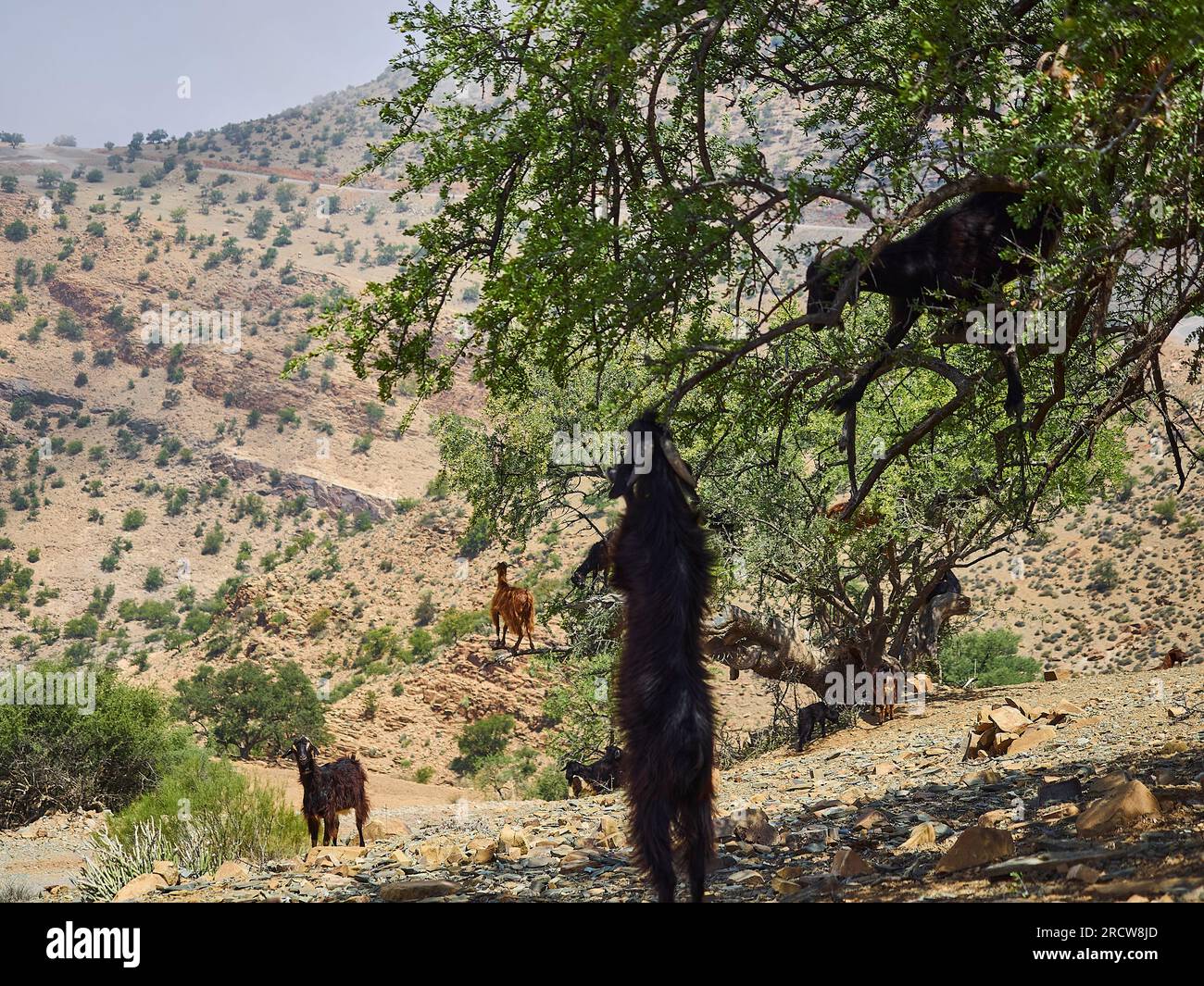 goats standing and climbing in a argan oil tree and feeding from the ...