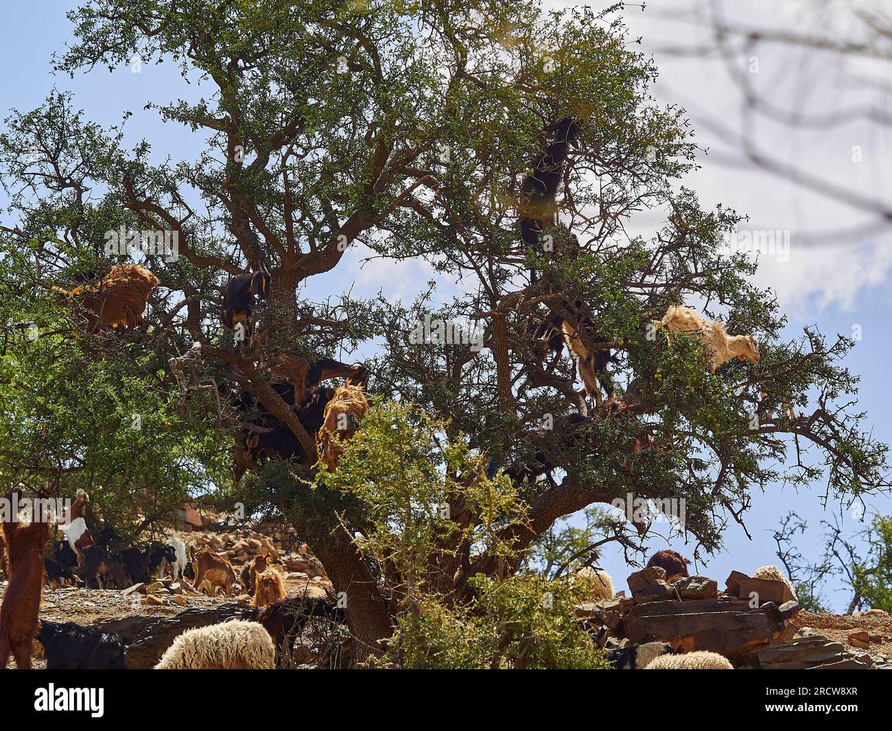 goats standing and climbing in a argan oil tree and feeding from the ...