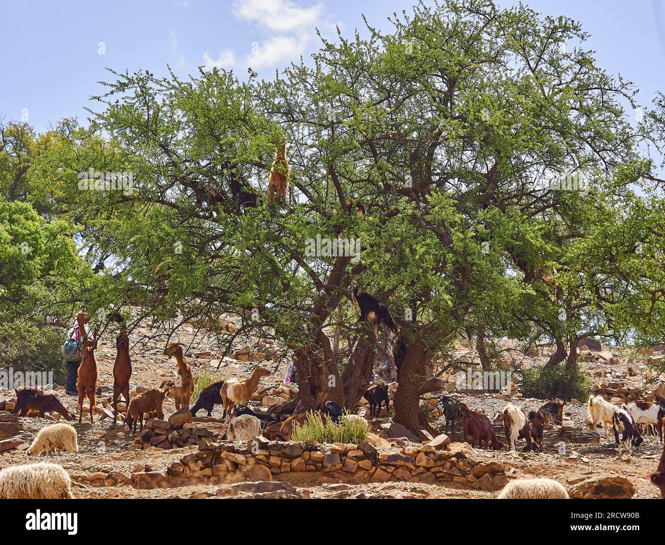 goats standing and climbing in a argan oil tree and feeding from the ...