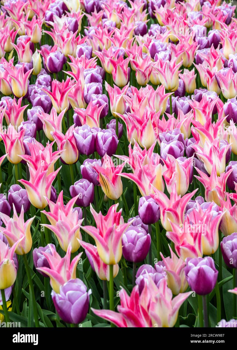 Lavender tulip hi-res stock photography and images - Alamy