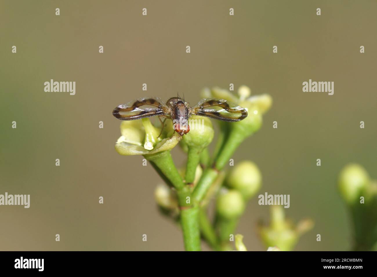 Flutter flies hi-res stock photography and images - Alamy