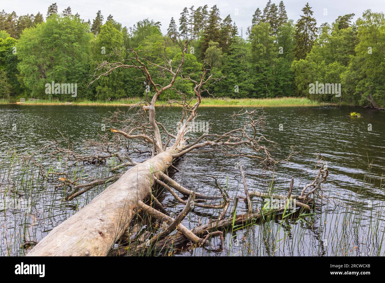 Fallen snag tree hi-res stock photography and images - Alamy