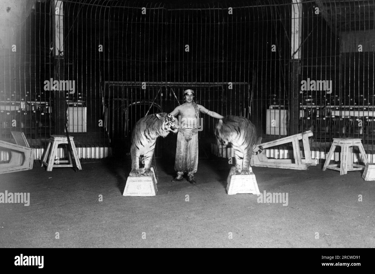 circus, dressage, tiger in the cage, circa 1930, ADDITIONAL-RIGHTS ...