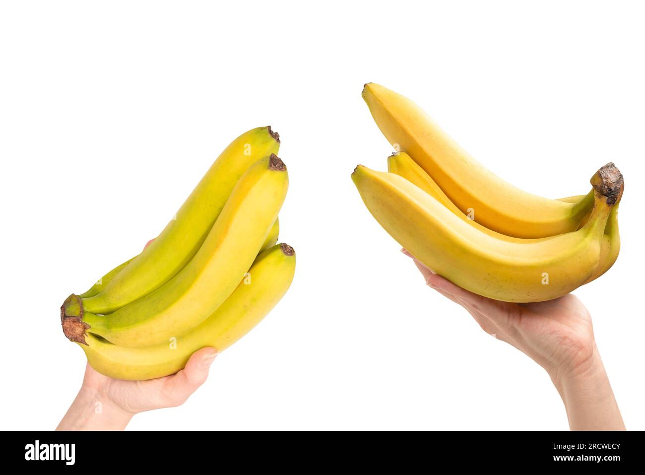 A bunch of bananas in woman hand isolated on a white background Stock ...