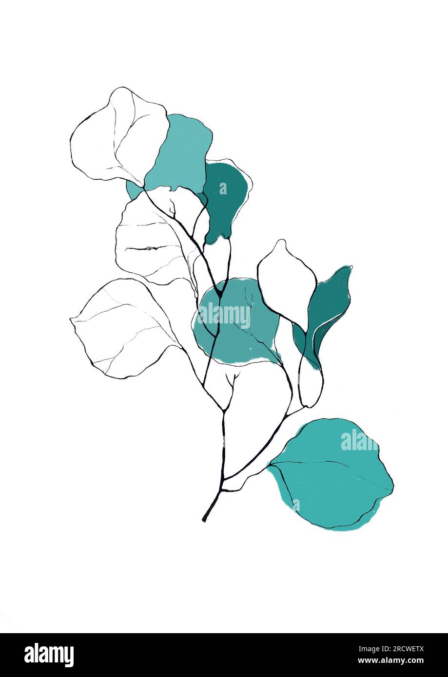 Eucalyptus twig color isolated on white background Stock Photo - Alamy