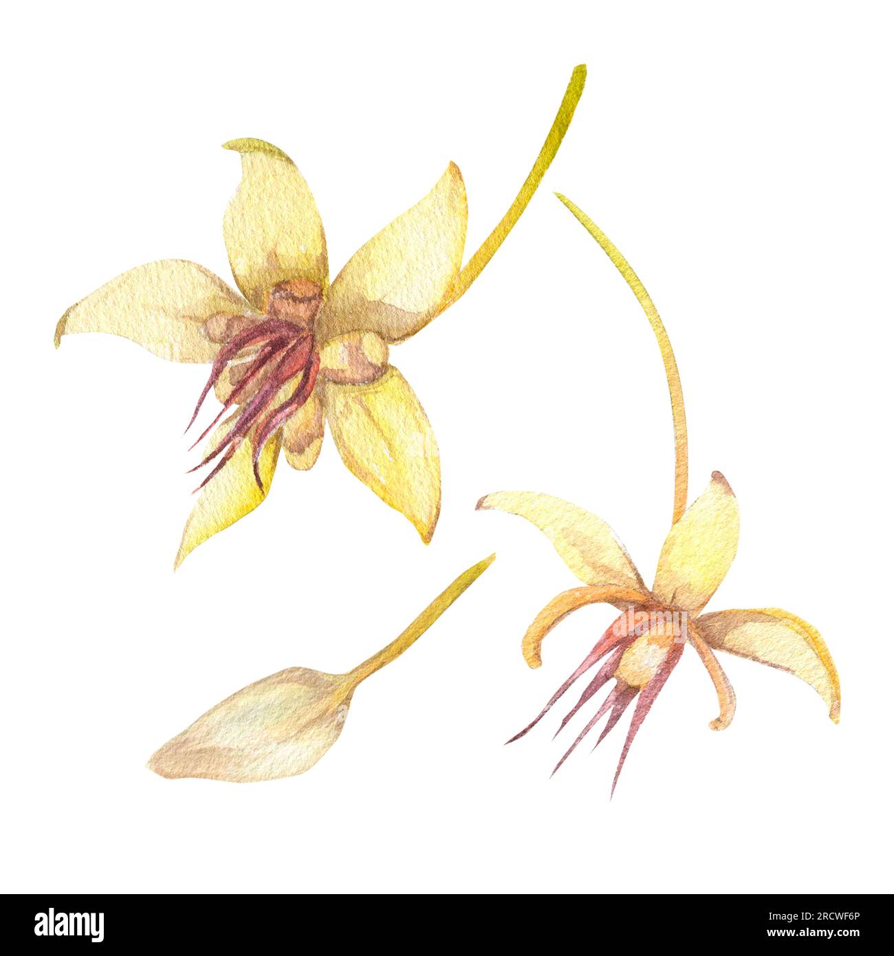 Watercolor illustration of cocoa tree flowers. Isolated hand drawn ...